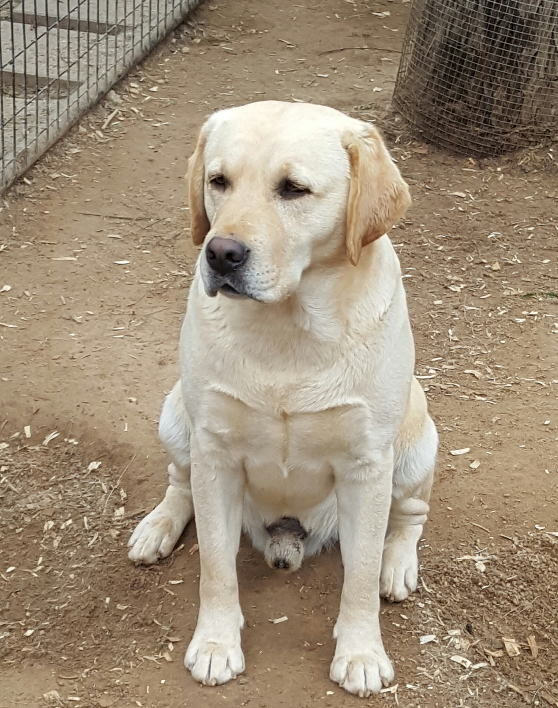 loki1